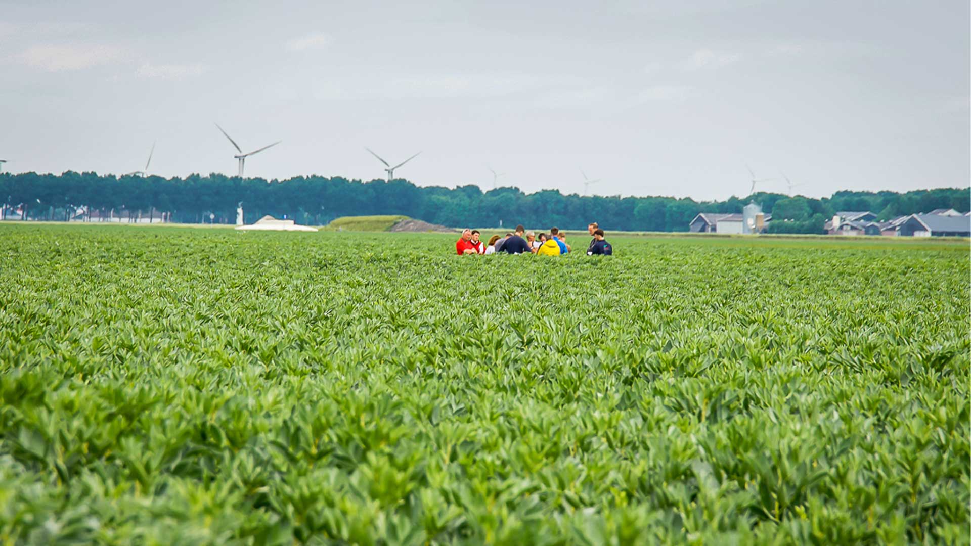 De toekomst van de Flevolandse veldboon - Provincie Flevoland