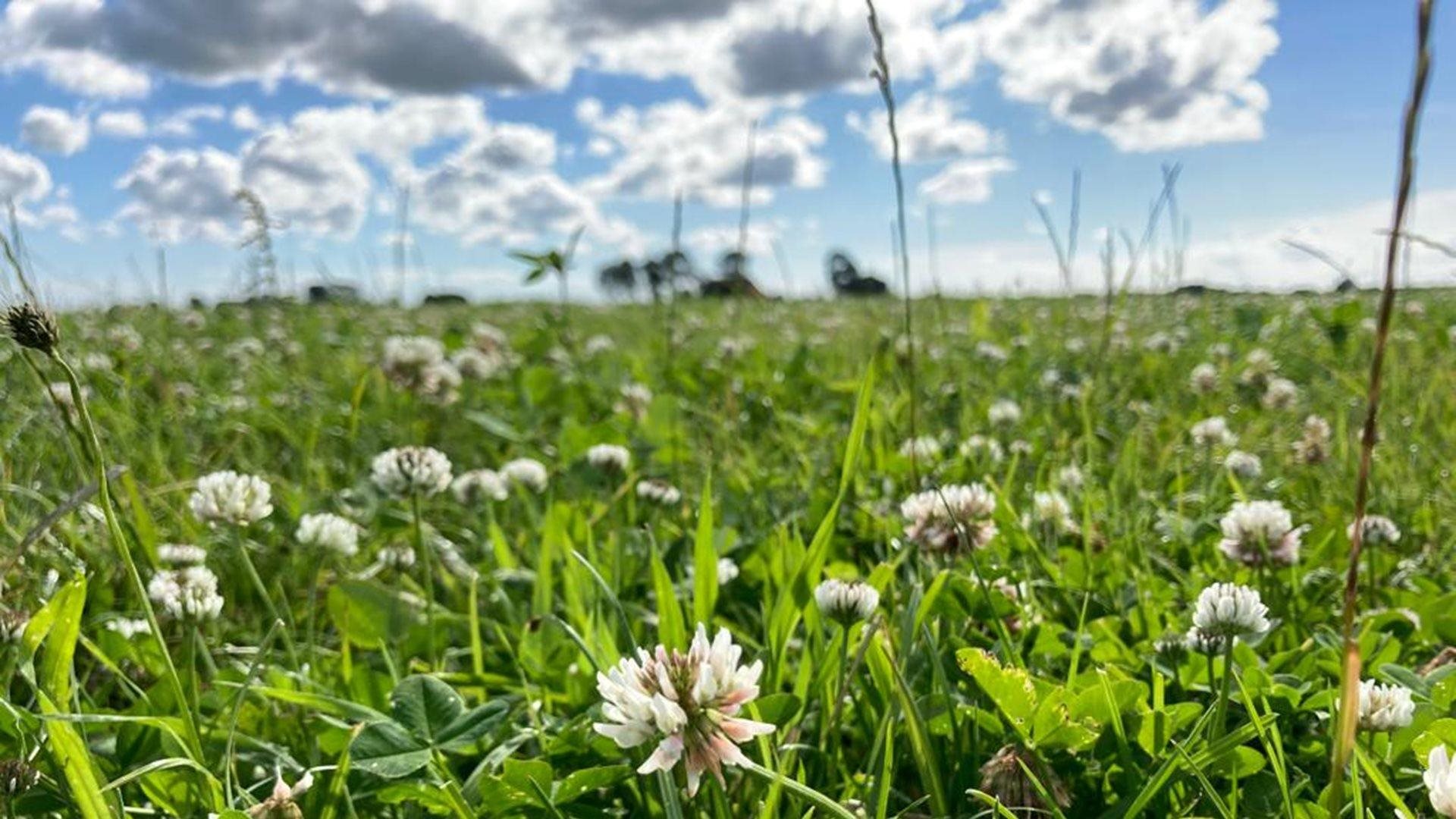 Flevoland zet in op groenbemesters en kruidenrijk grasland - Provincie ...
