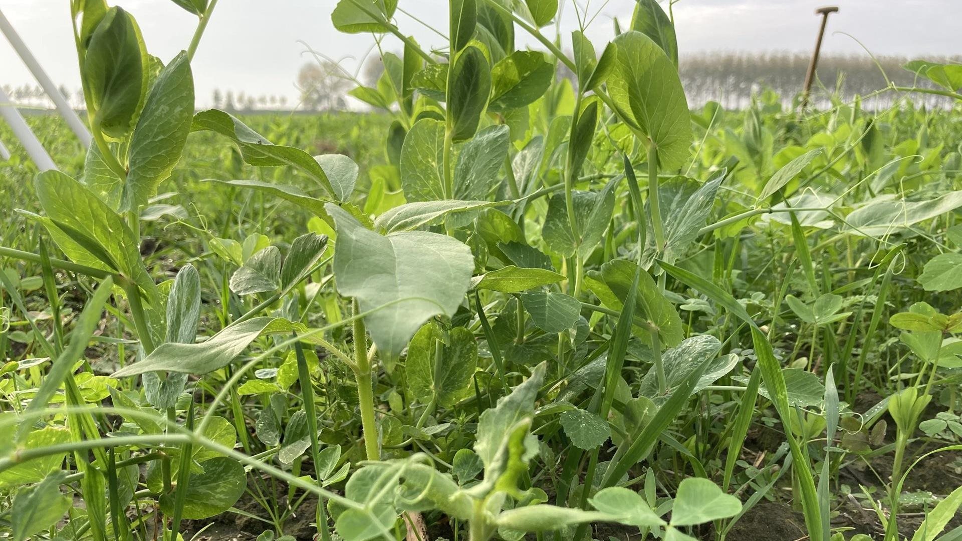 Op naar 1001 hectare biodiverse groenbemesters - Provincie Flevoland